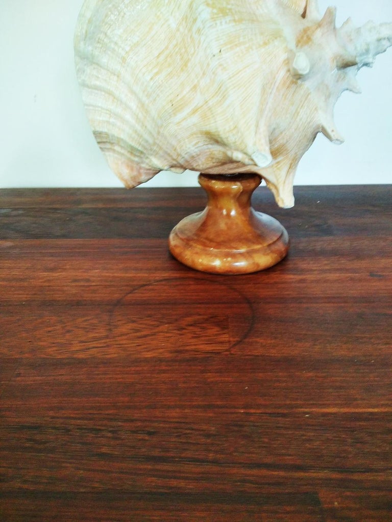 Large Shell With Alabaster Pedestal For Sale at 1stDibs