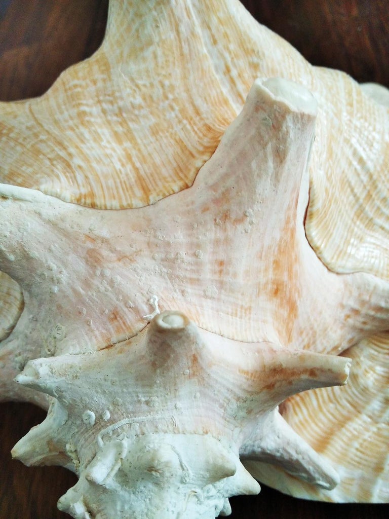 Large Shell With Alabaster Pedestal For Sale at 1stDibs