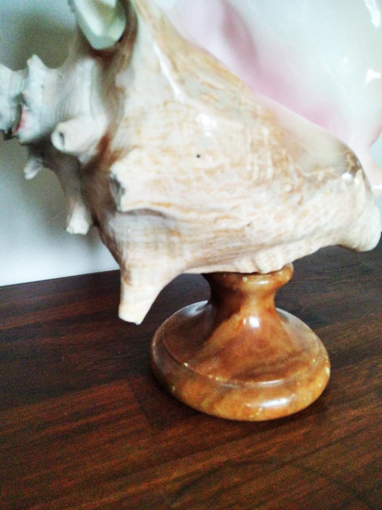 Large Shell With Alabaster Pedestal For Sale at 1stDibs
