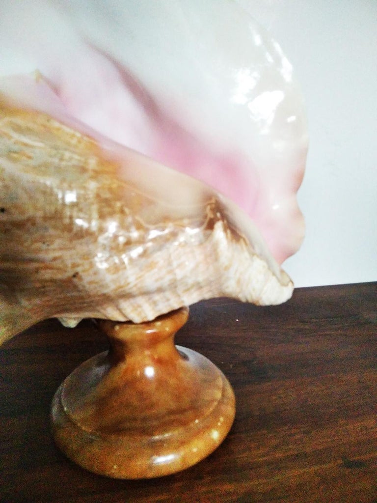 Large Shell With Alabaster Pedestal For Sale at 1stDibs