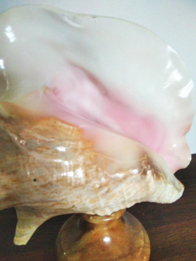 Large Shell With Alabaster Pedestal For Sale at 1stDibs