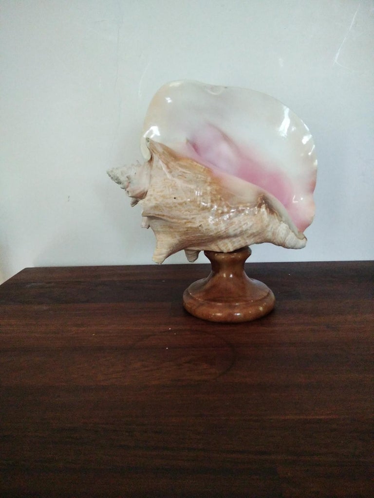 Large Shell With Alabaster Pedestal For Sale at 1stDibs