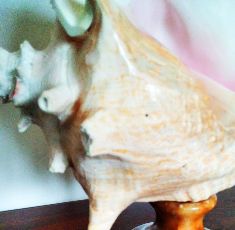 Large Shell With Alabaster Pedestal For Sale at 1stDibs