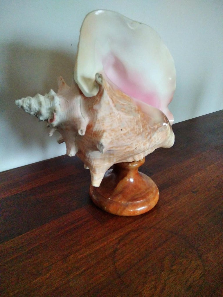 Large Shell With Alabaster Pedestal For Sale at 1stDibs