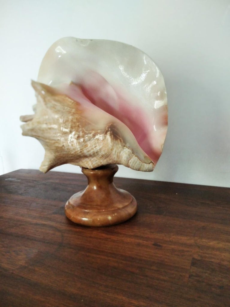 Large Shell With Alabaster Pedestal For Sale at 1stDibs