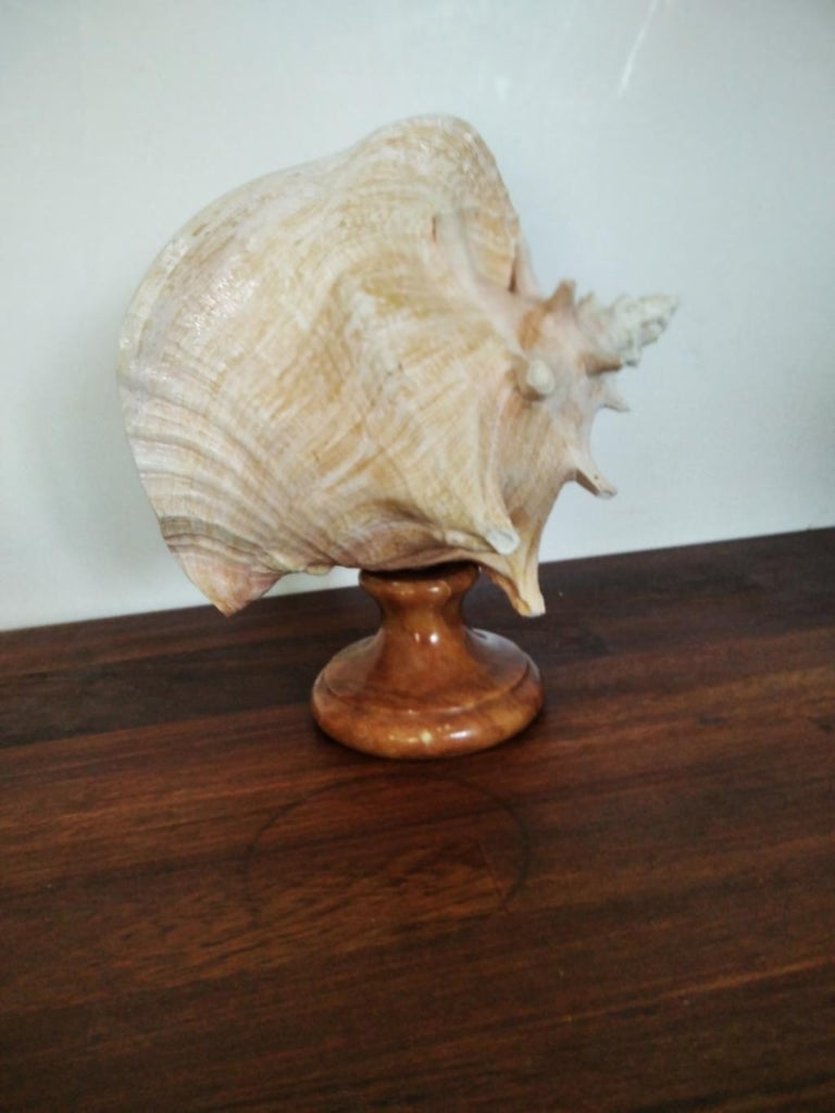 Large Shell With Alabaster Pedestal For Sale at 1stDibs