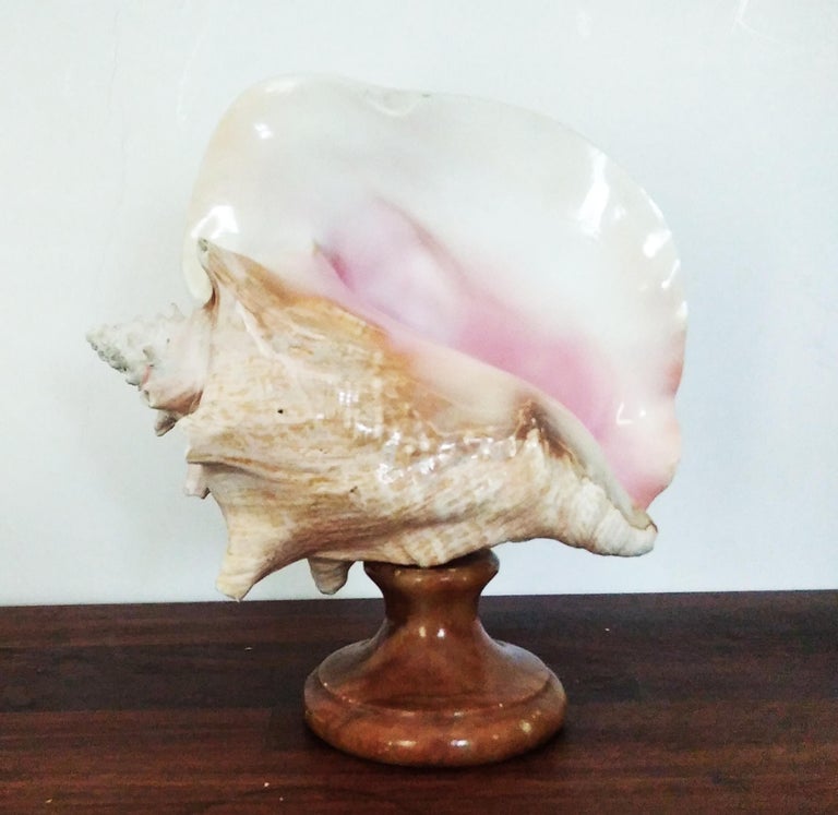 Large Shell With Alabaster Pedestal For Sale at 1stDibs