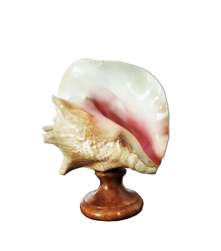 Large Shell With Alabaster Pedestal For Sale at 1stDibs