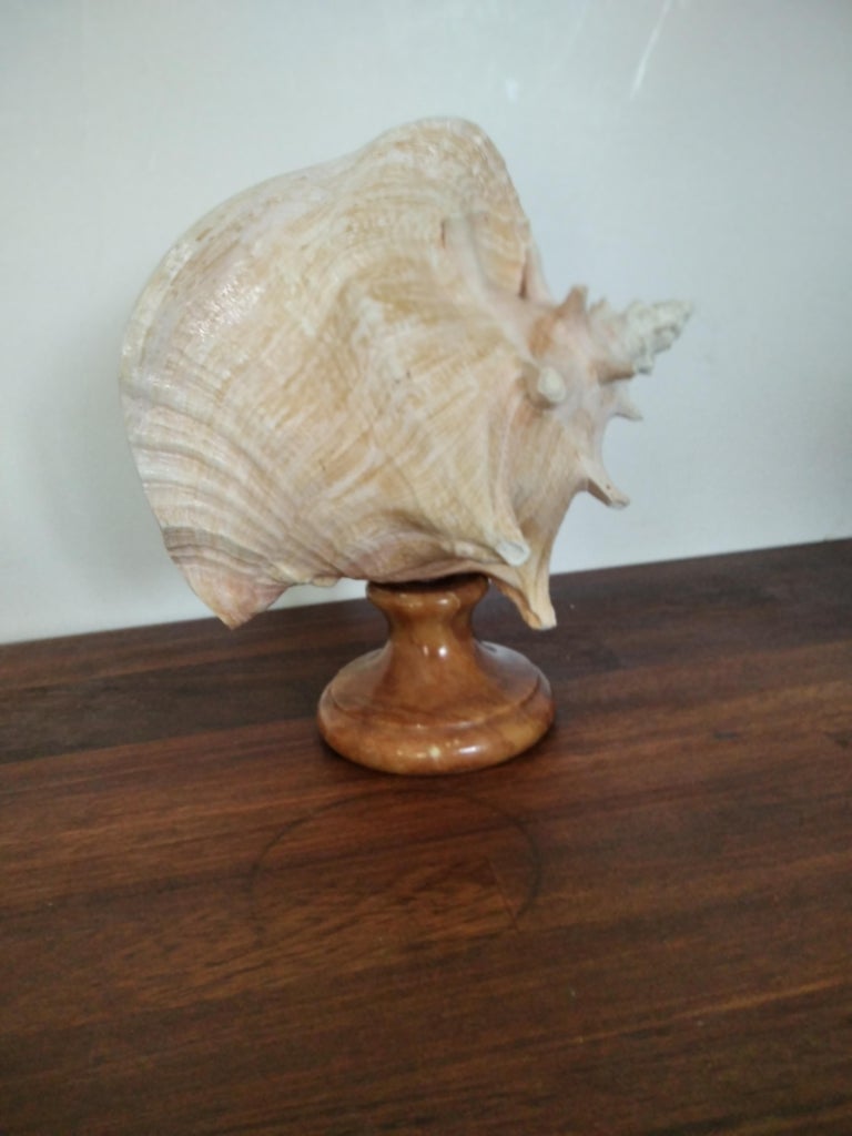 Large Shell With Alabaster Pedestal For Sale at 1stDibs