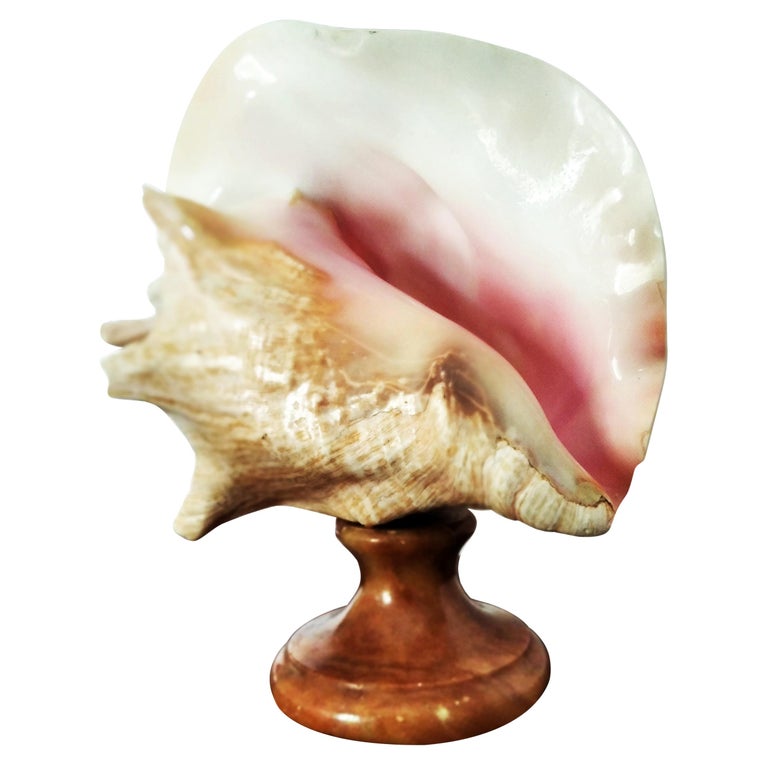 Large Shell With Alabaster Pedestal For Sale at 1stDibs