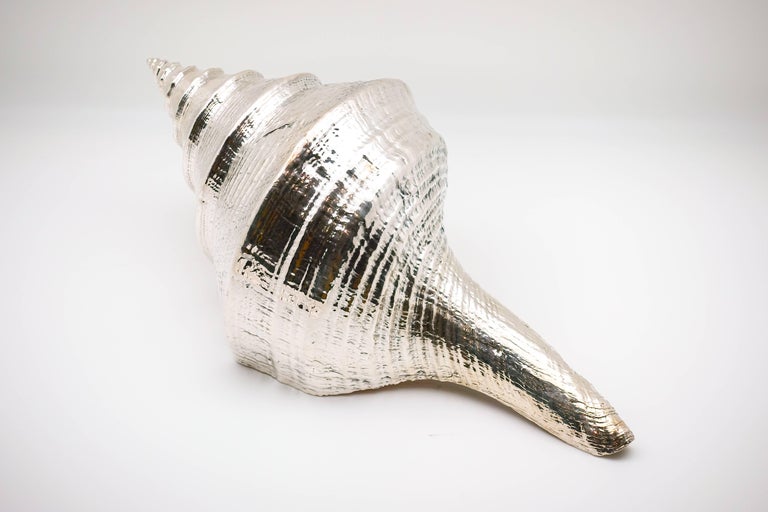 Large Silvered Syrinx 'Syrinx Sruanus' Shell at 1stDibs | syrinx shell
