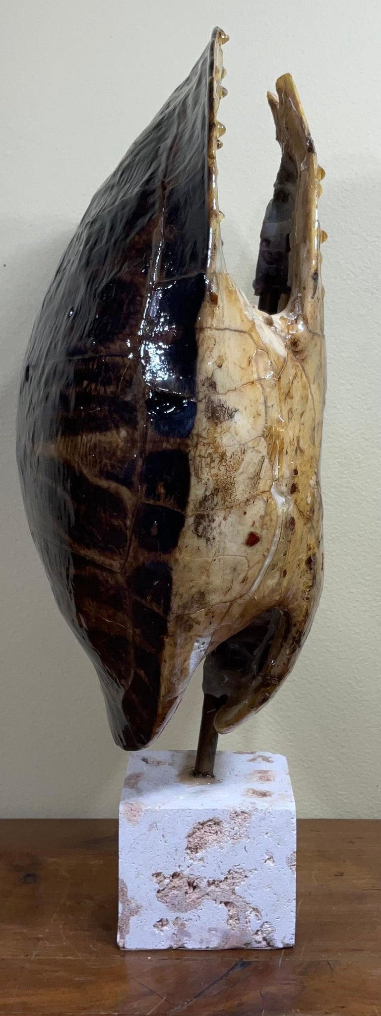 Large Single Genuine American Fresh Water Turtle Shell For Sale at 1stDibs