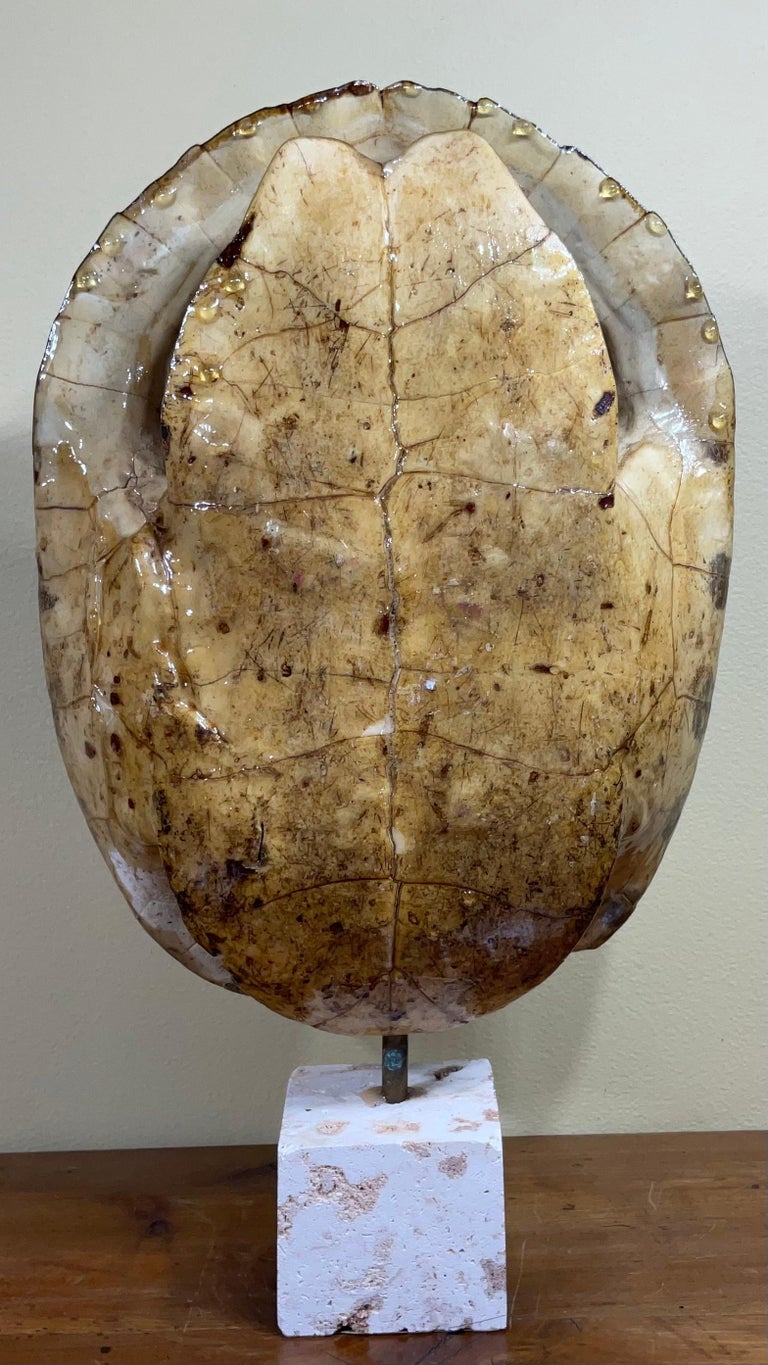 Large Single Genuine American Fresh Water Turtle Shell For Sale at 1stDibs