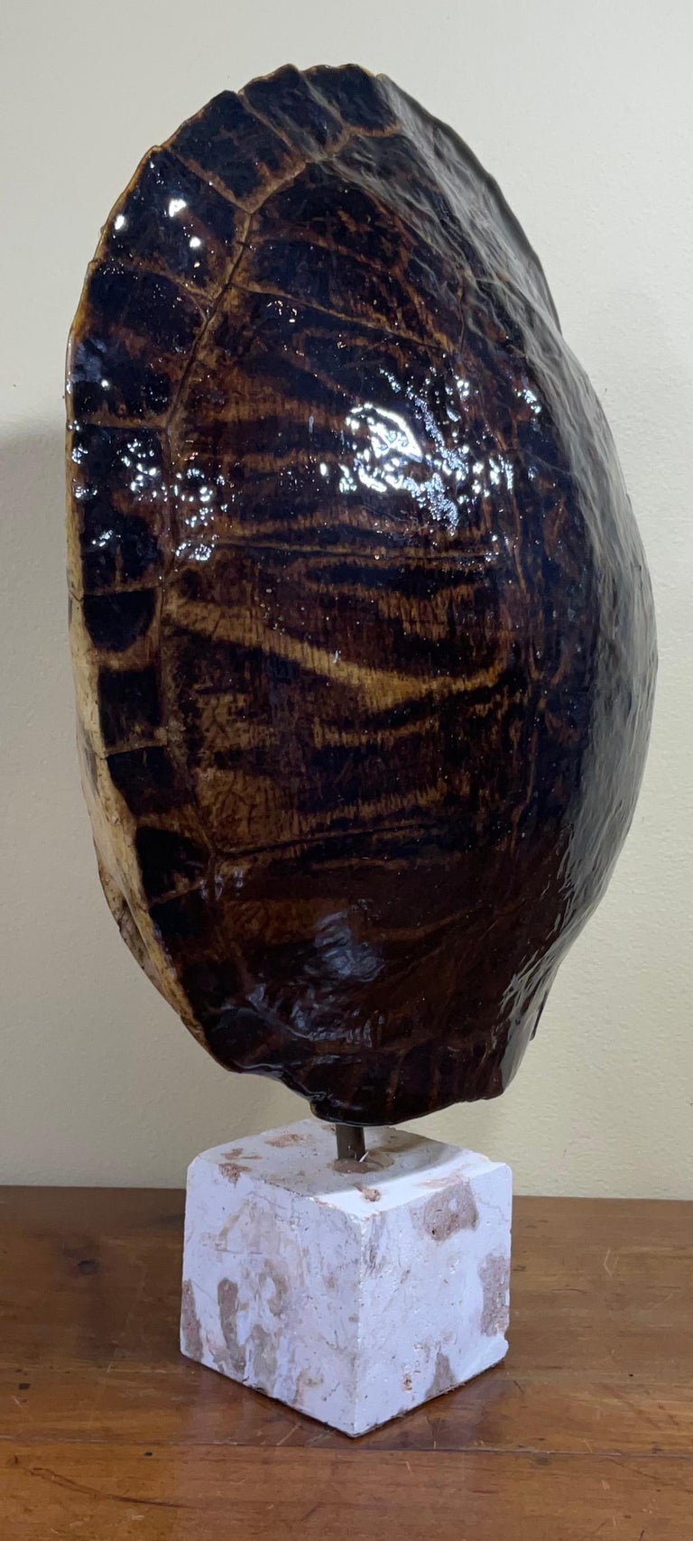 Large Single Genuine American Fresh Water Turtle Shell For Sale at 1stDibs