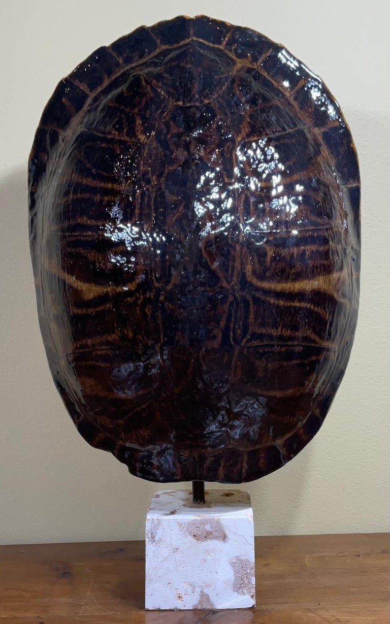 Large Single Genuine American Fresh Water Turtle Shell For Sale at 1stDibs