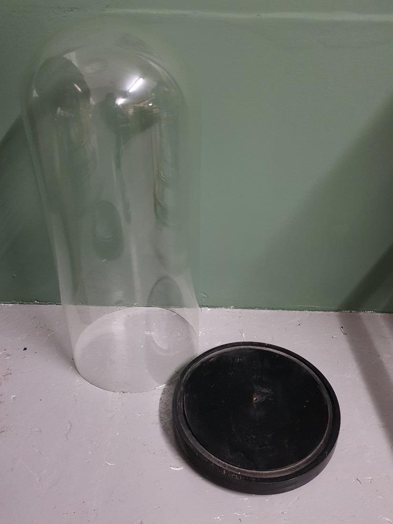 Large Size Antique French Glass Dome with Black Wooden Base For Sale at ...