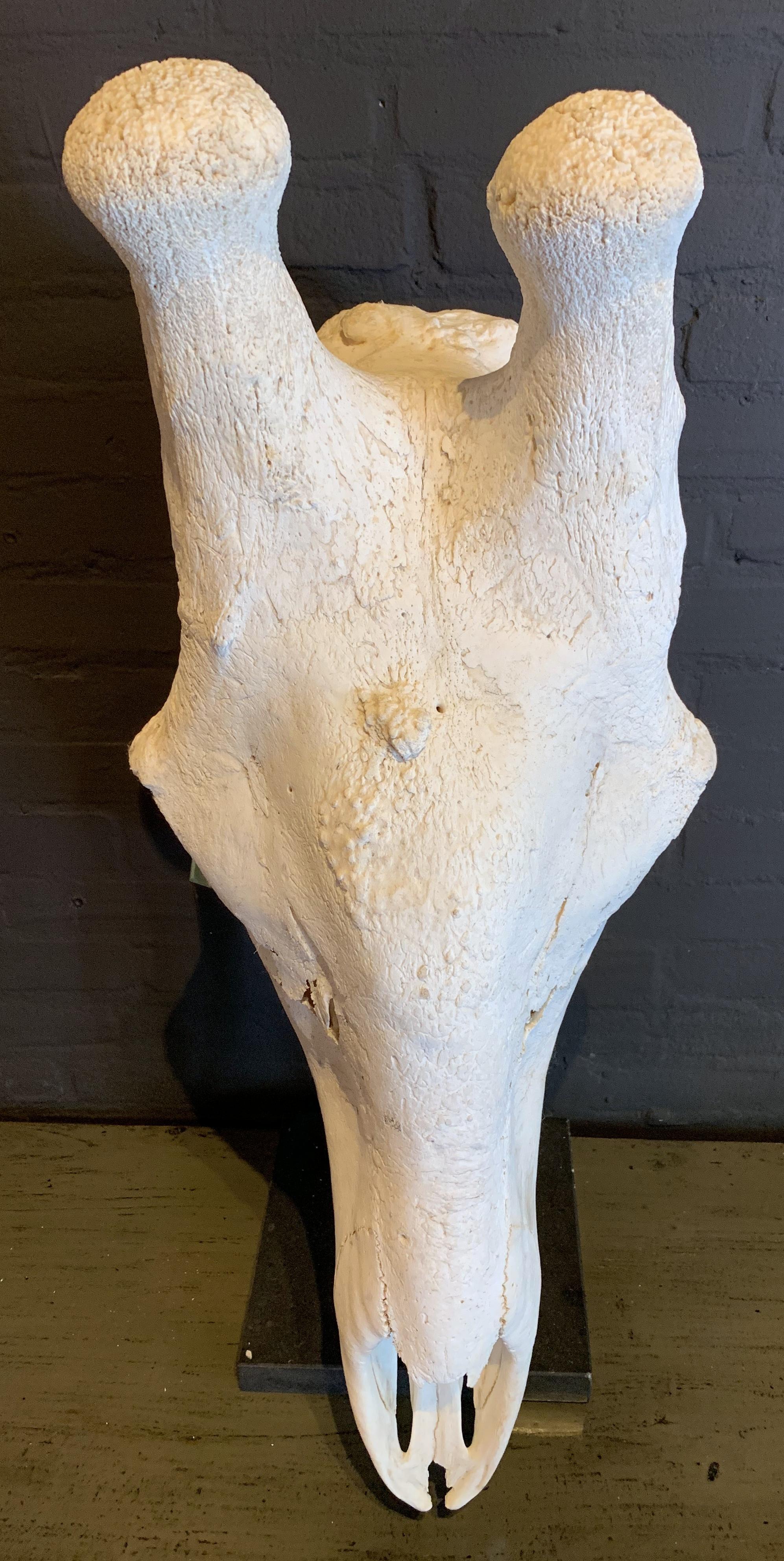 Large Skull of an Old Giraffe at 1stDibs