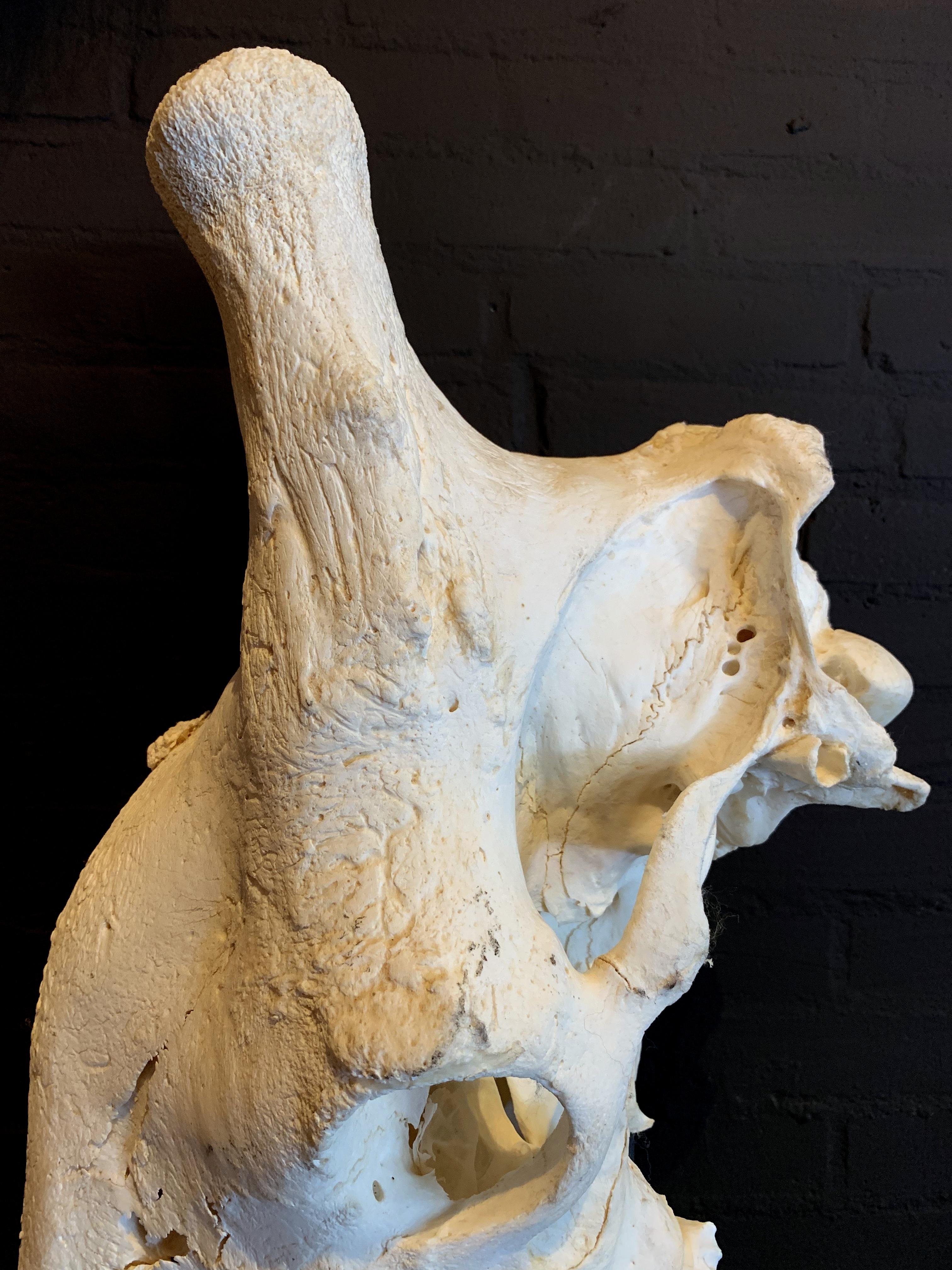 Large Skull of an Old Giraffe at 1stDibs