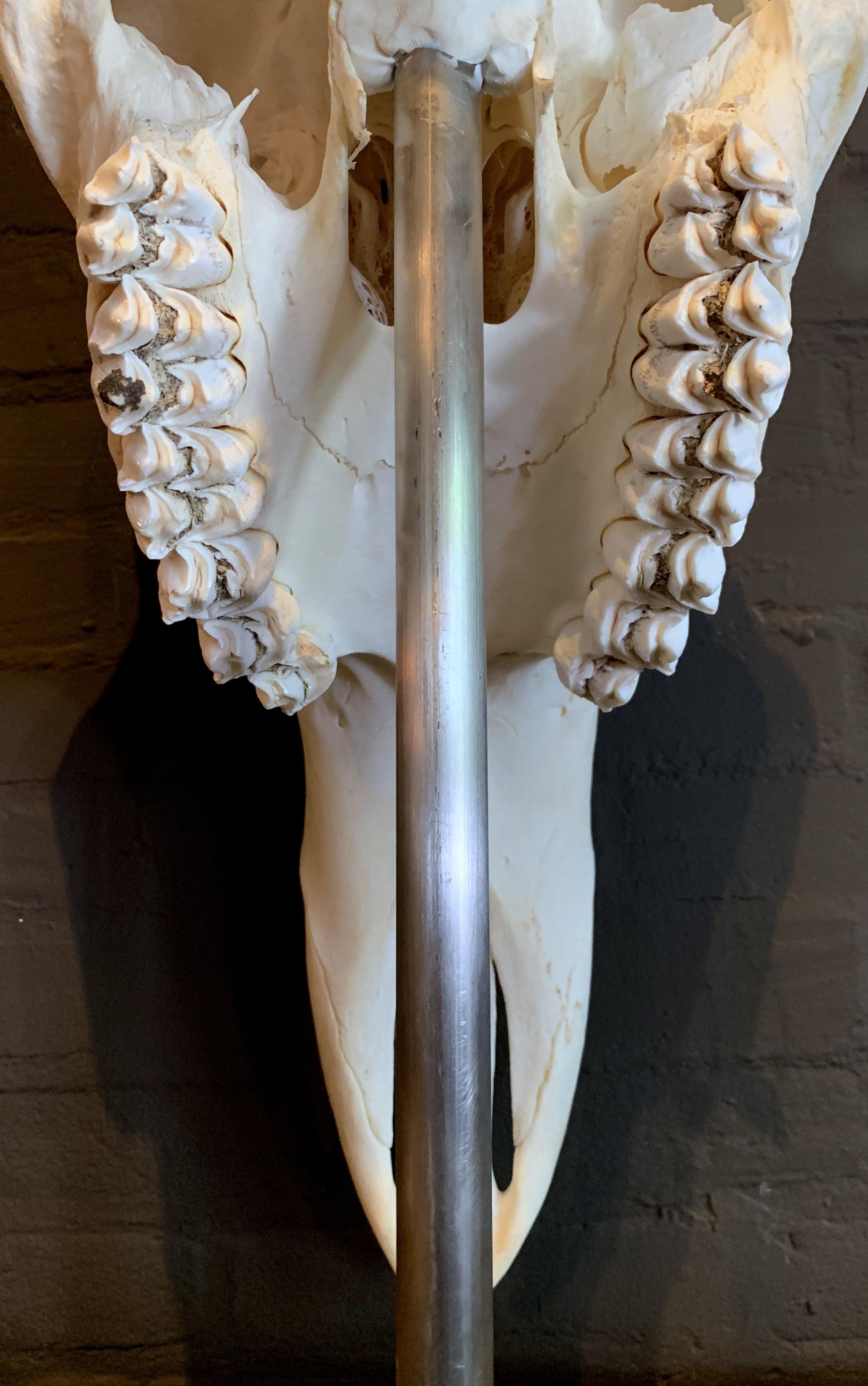 Large Skull of an Old Giraffe at 1stDibs