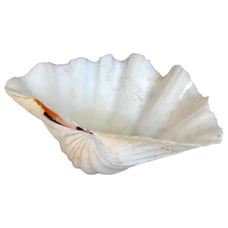 Large South Pacific Tridacna Gigas Clam Shell For Sale at 1stDibs ...