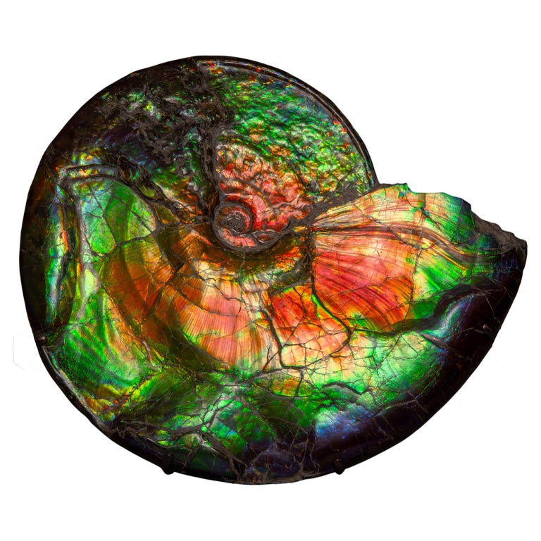 Large Spectacular Iridescent Ammonite Fossil For Sale at 1stDibs