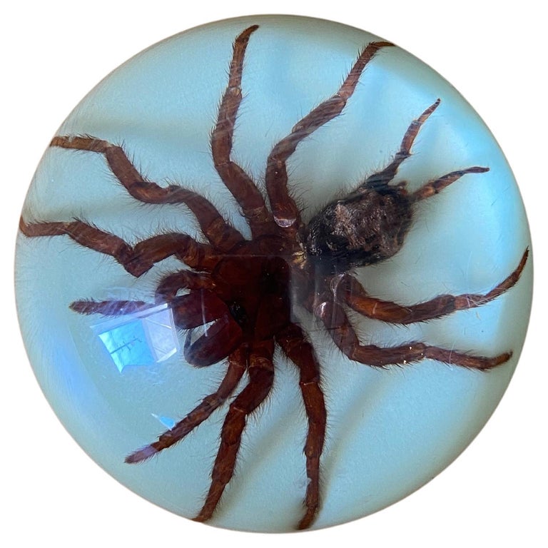 Large Spider Paperweight in Resin Dome at 1stDibs | tarantula paperweight