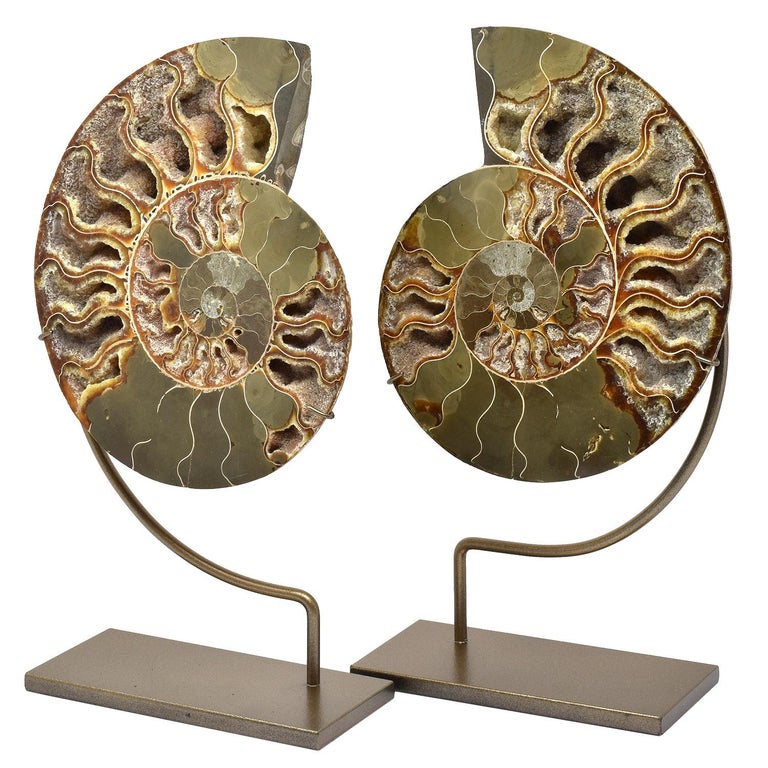 Large Split Ammonite Fossil Set Mineral Specimen Jurassic Cretaceous ...