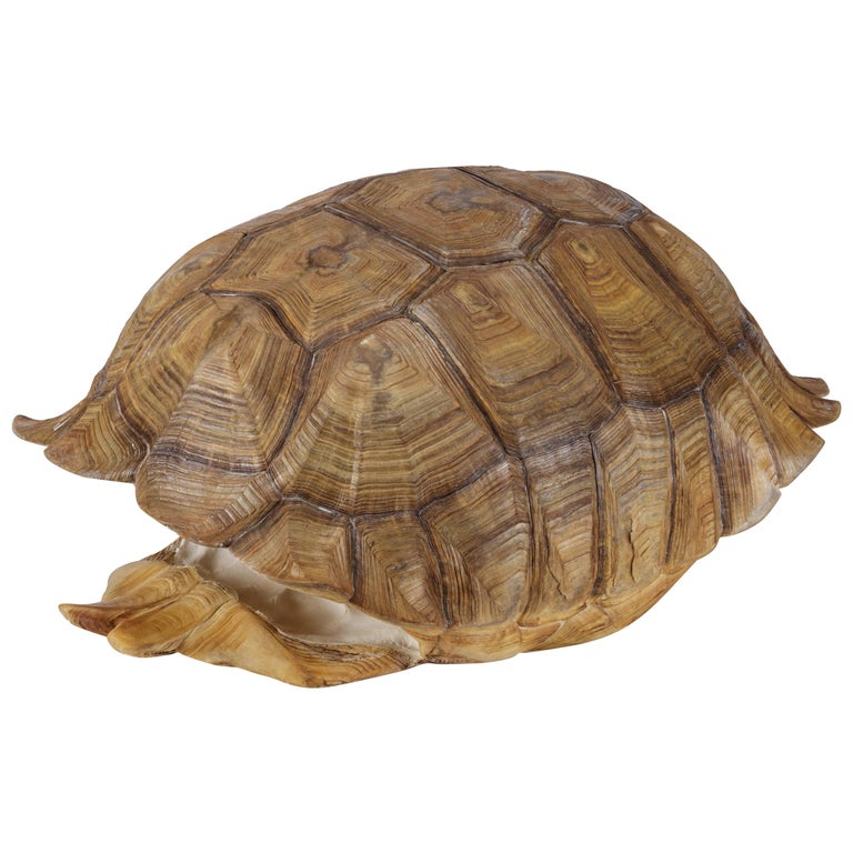 Large Taxidermy African Spurred Tortoise Shell Carapace 'Centrochelys ...