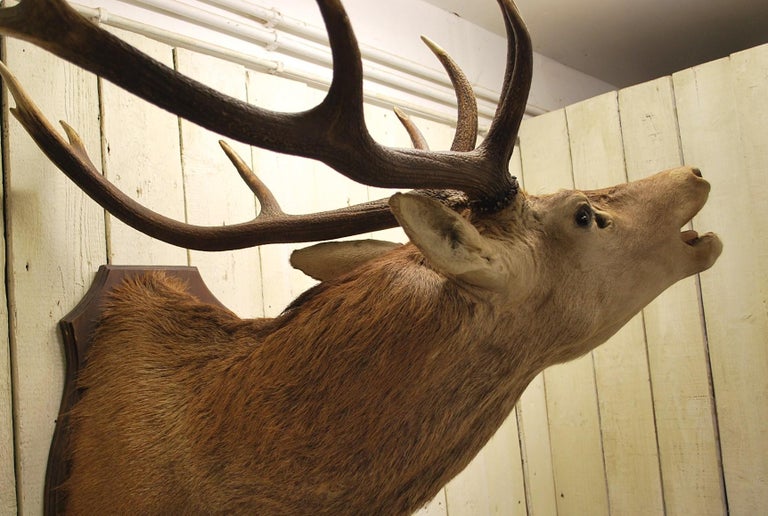 Large Taxidermy Trophy of a Mounted Stag's Head For Sale at 1stDibs