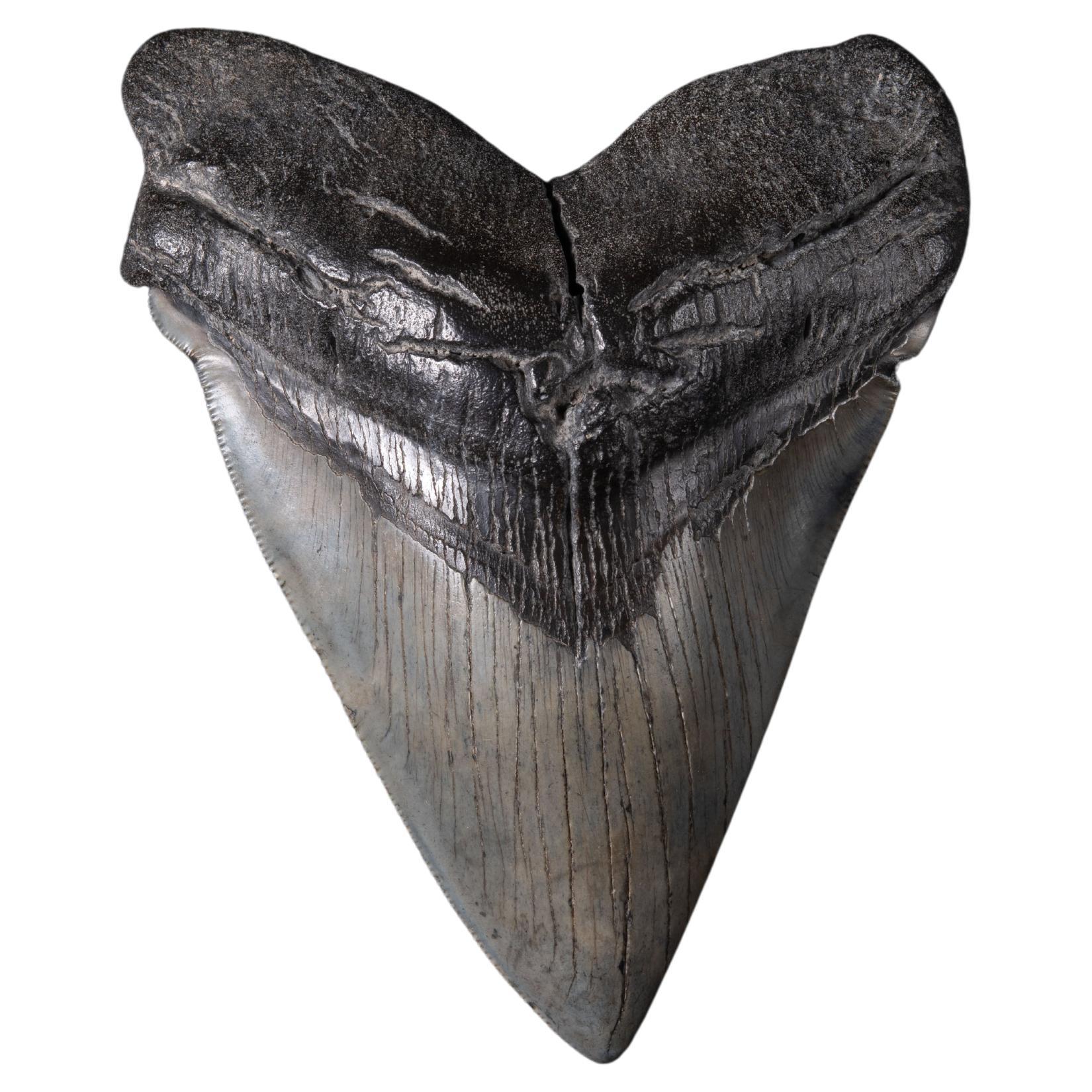 Large Tooth of Giant Prehistoric Shark, Megalodon For Sale at 1stDibs