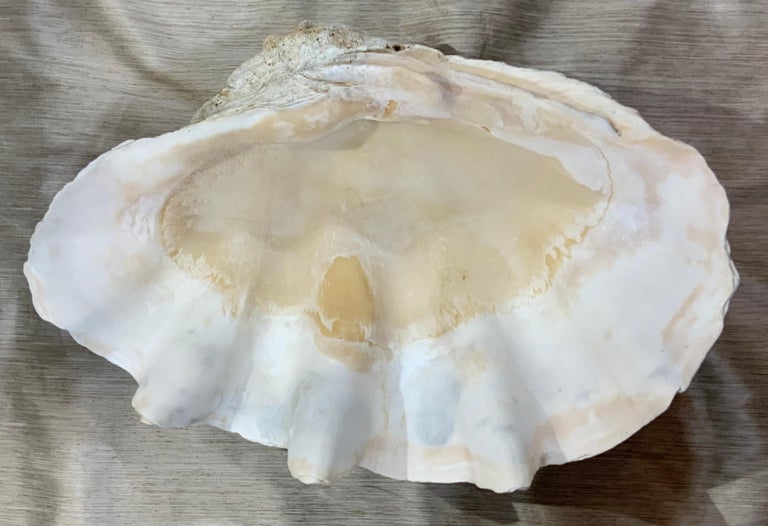 Large Tridacna Gigas Clam Shell at 1stDibs