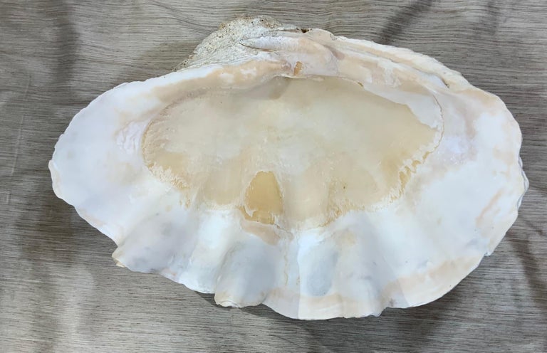 Large Tridacna Gigas Clam Shell at 1stDibs