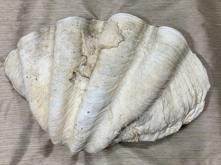 Large Tridacna Gigas Clam Shell at 1stDibs