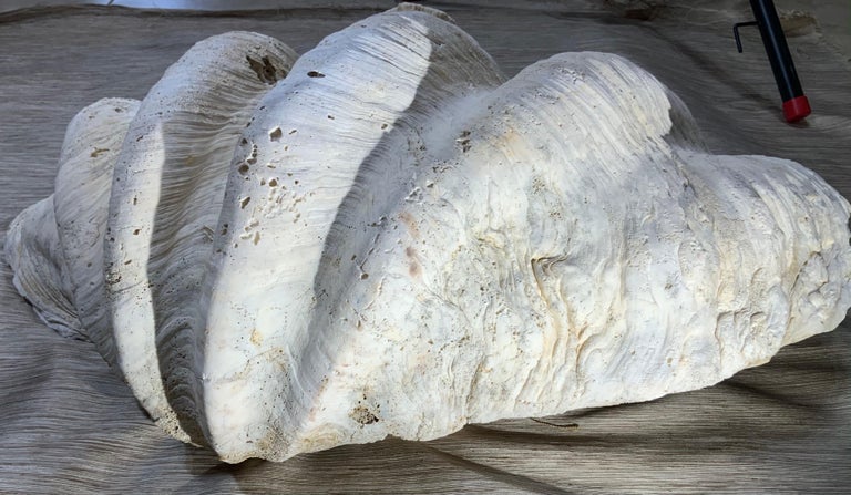 Large Tridacna Gigas Clam Shell at 1stDibs