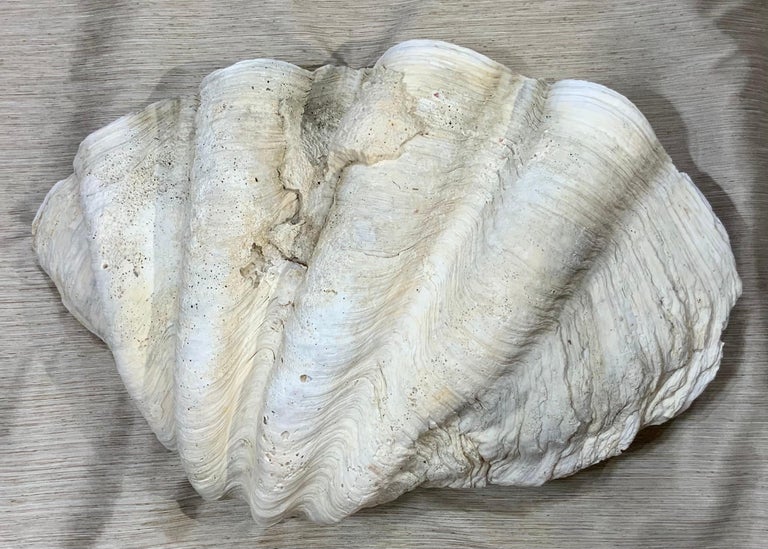 Large Tridacna Gigas Clam Shell at 1stDibs