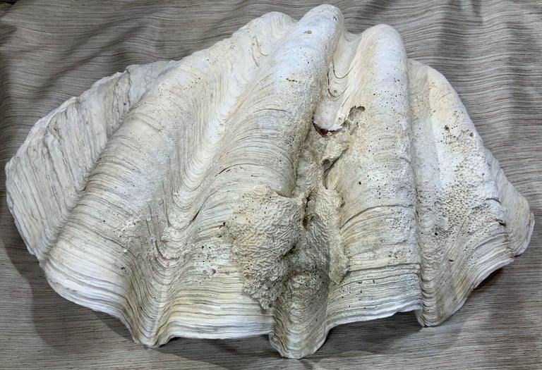 Large Tridacna Gigas Clam Shell at 1stDibs