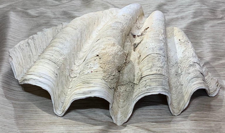 Large Tridacna Gigas Clam Shell at 1stDibs