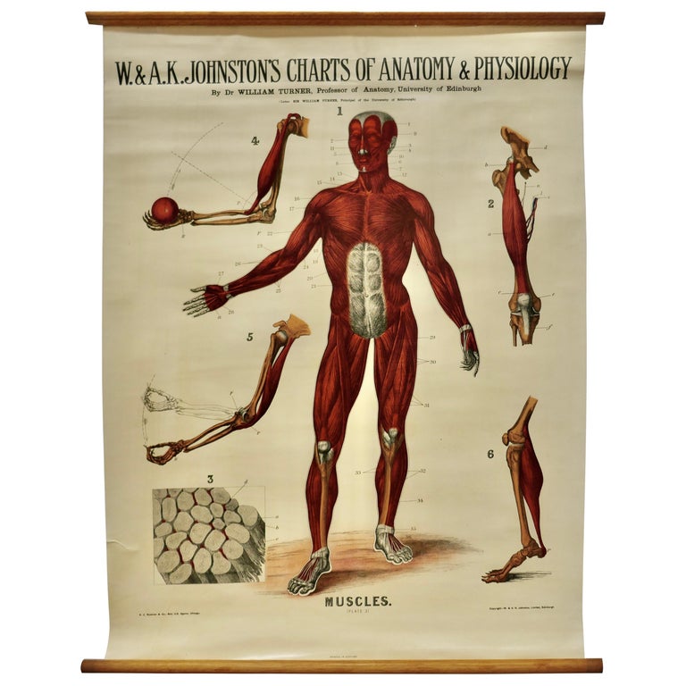 Large University Anatomical Chart “Muscles” by Turner For Sale at 1stDibs