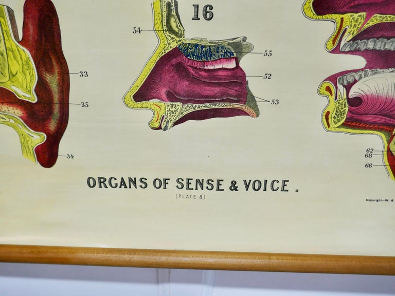 Large University Anatomical Chart “Organs of Sense and Voice” by Turner ...