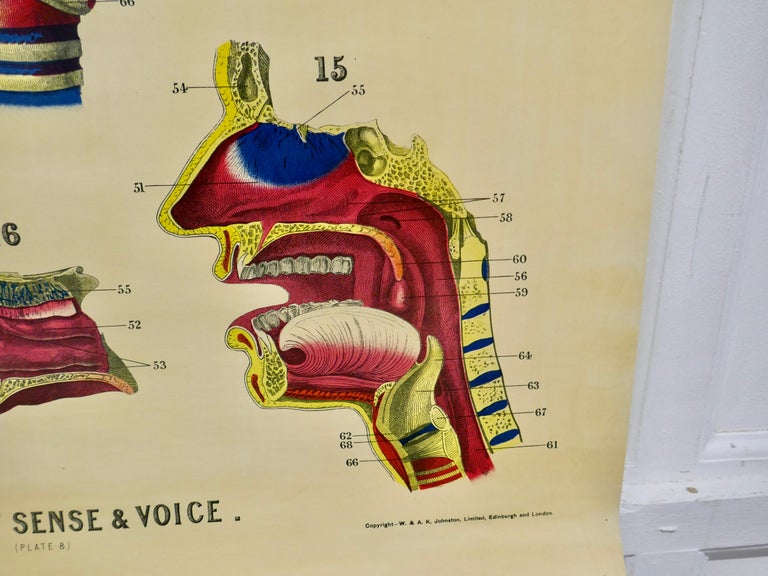 Large University Anatomical Chart “Organs of Sense and Voice” by Turner ...