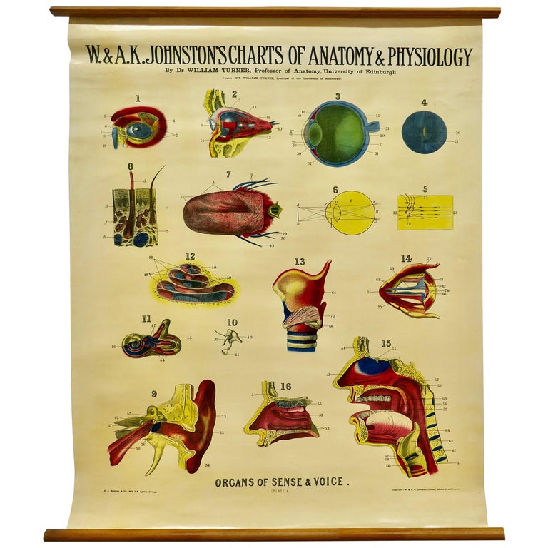 Large University Anatomical Chart “Organs of Sense and Voice” by Turner ...