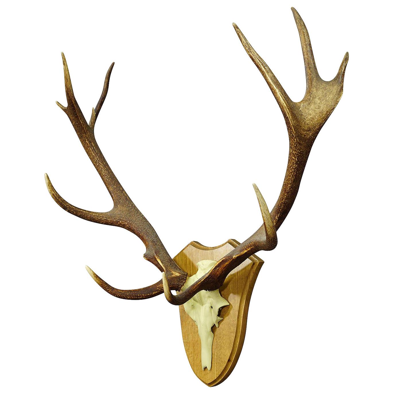 St. Hubertus Red Stag Hunt Trophy with Original Hunt Horn and Crucifix ...