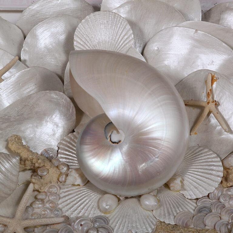 Large Vintage Seashell Mirror from Paris at 1stDibs | vintage shell ...