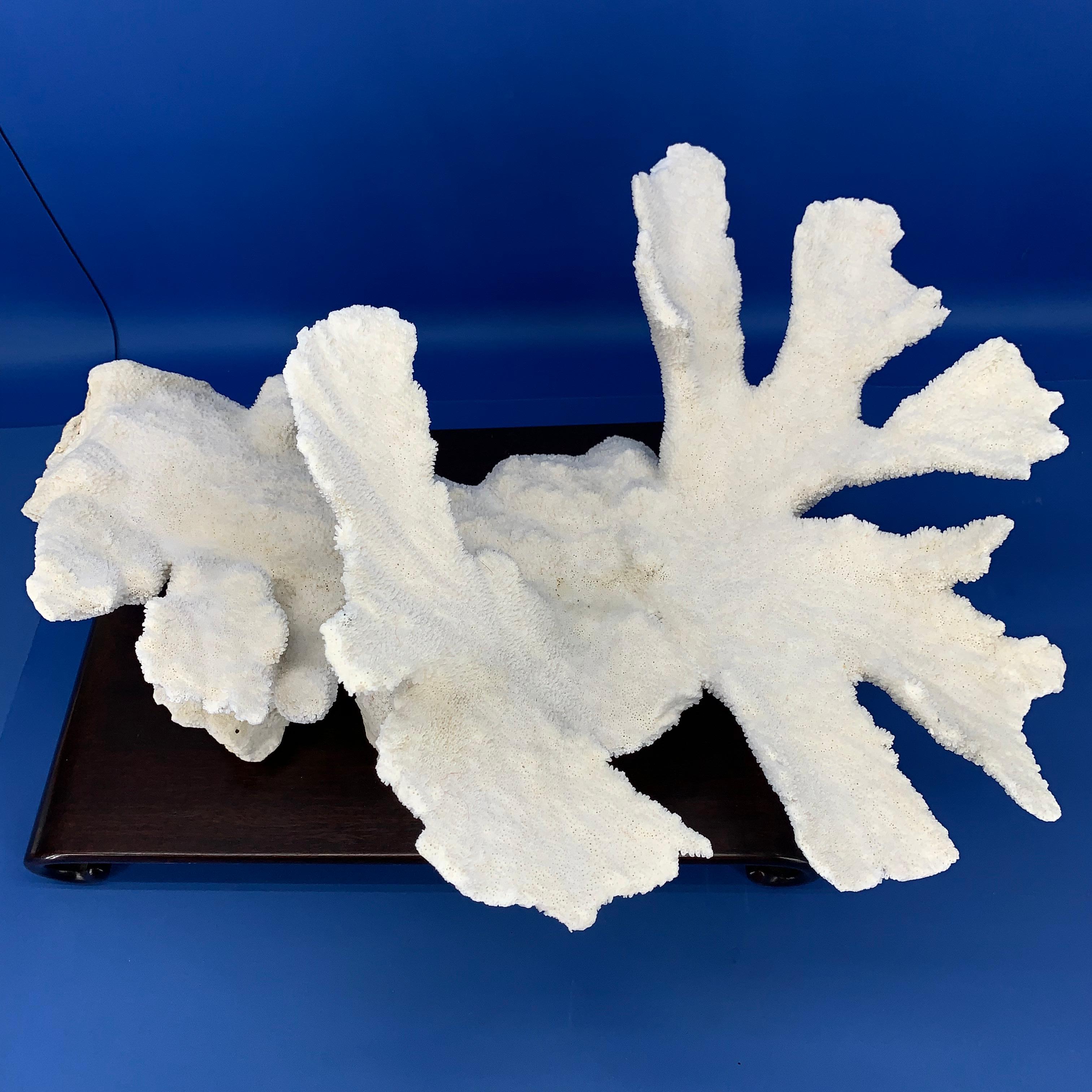 Large Vintage Stand Alone Coral Sculpture Centerpiece Chinese Hard-Wood ...