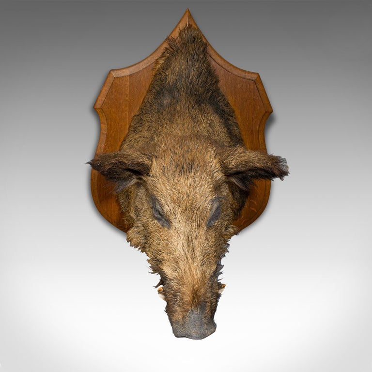 Large Wild Boar Trophy, French, Taxidermy Mount, Oak, Late 20th Century ...