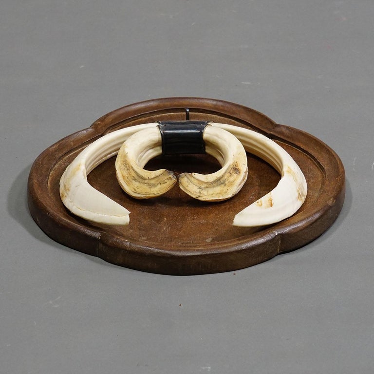 Large Vintage Wild Boar Tusk Trophy on Wooden Plaque, Germany 1973 For ...