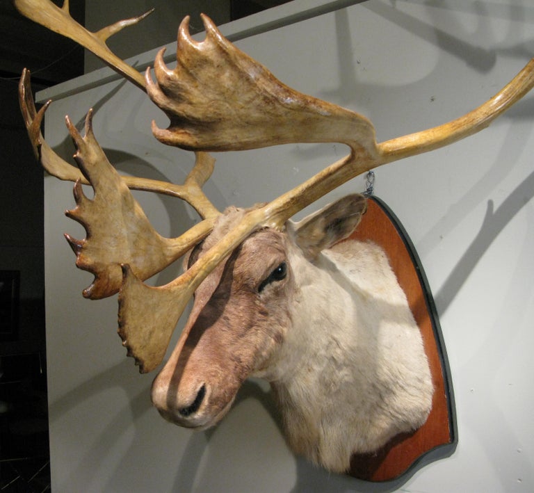 Large Wall-Mounted Taxidermy Caribou at 1stDibs