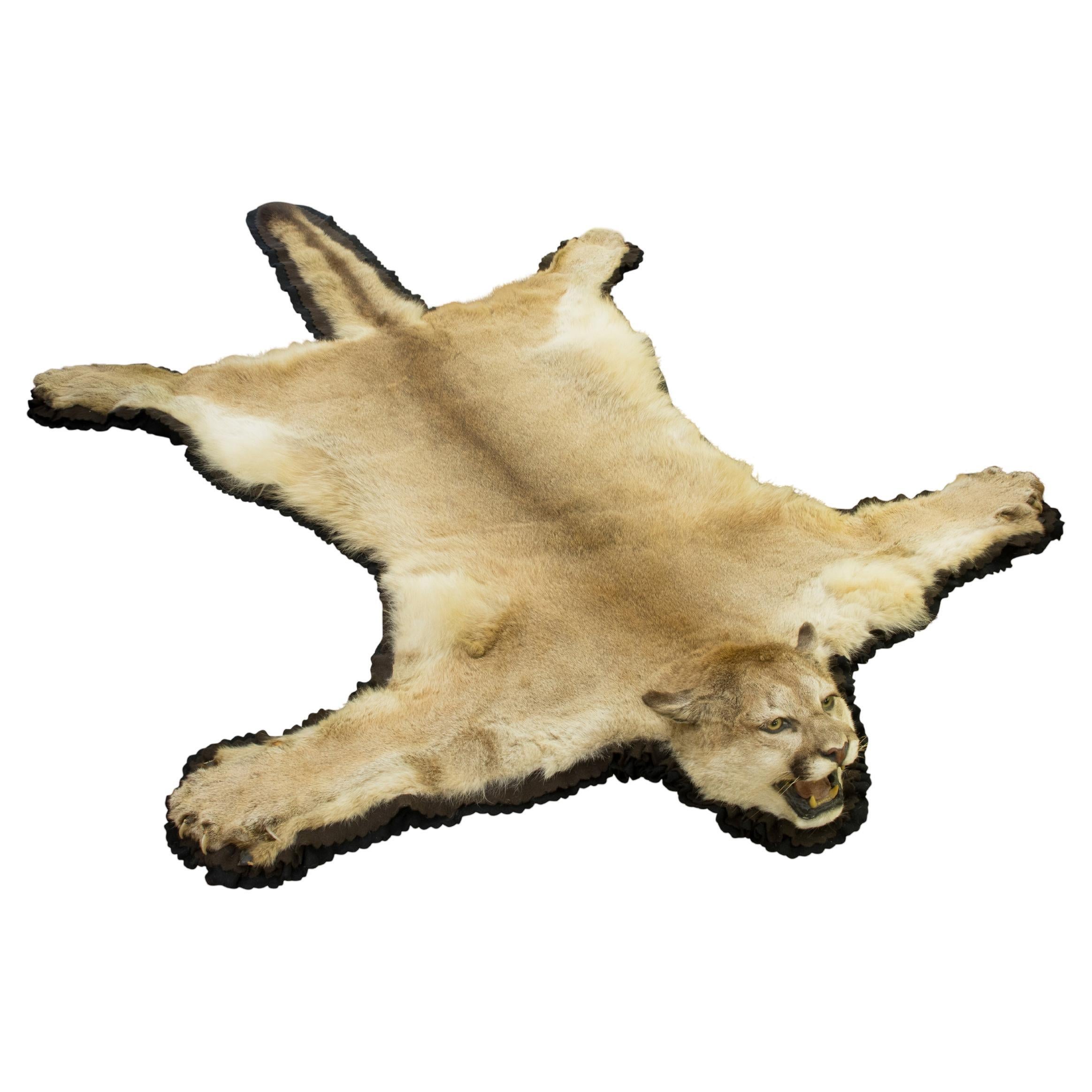 Large Female Cougar Taxidermy Rug For Sale at 1stDibs