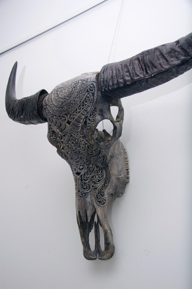 Large Water Buffalo Skull Sumatra Indonesia at 1stDibs