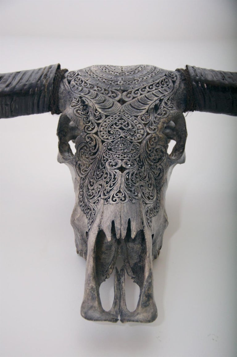 Large Water Buffalo Skull Sumatra Indonesia at 1stDibs